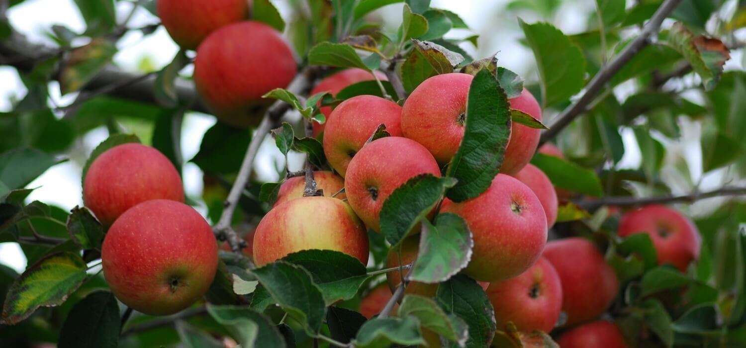 The Best Apple Orchards & PYO Apple Farms in New Jersey - Best of NJ