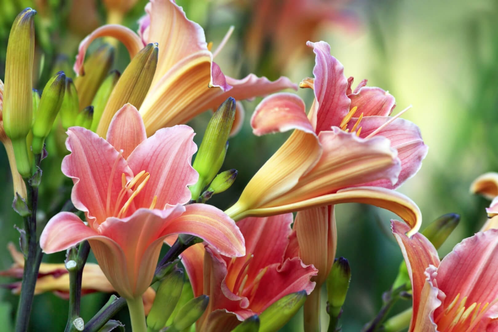 The Best Bulbs to Plant this Spring - Best of NJ Home & Garden Tips