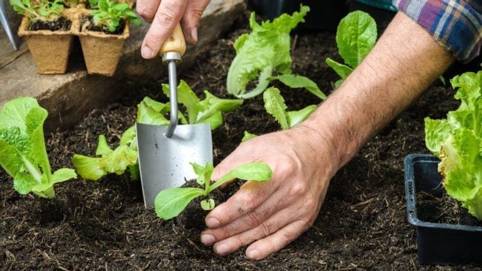 A Handy Guide to Spring Seed Planting - Best of NJ