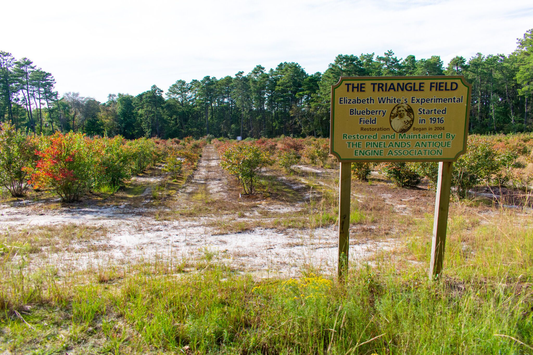 The Best NJ Hiking Trails: Cranberry Bogs (Whitesbog) - BestofNJ.com