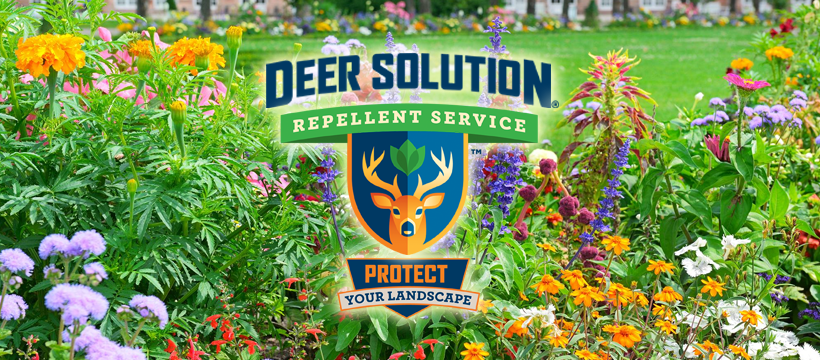 Deer Solution® - Repellent Service Prevents Deer Grazing - BONJ